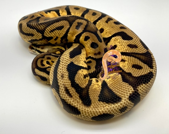 Leopard Vanilla Pastel Ball Python by Paige's Pythons