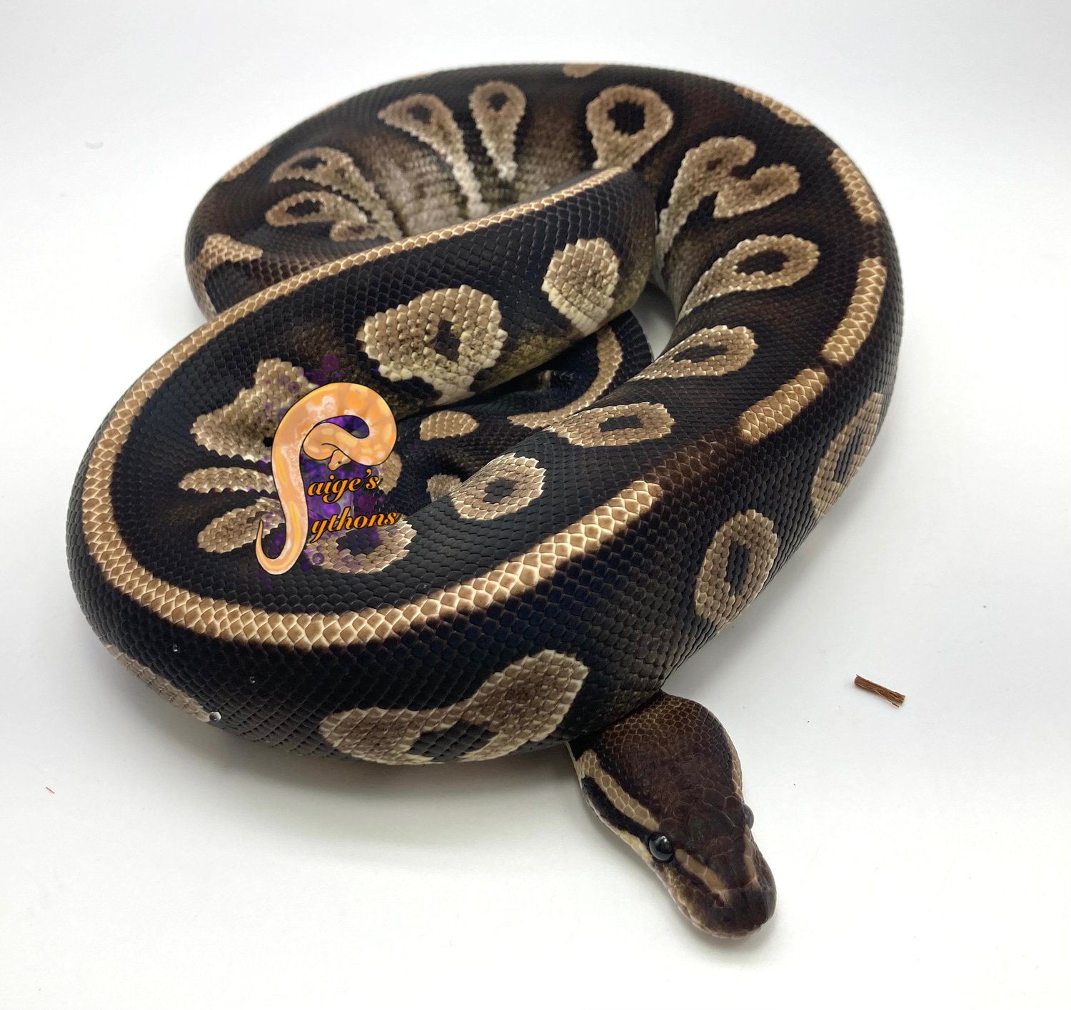 Male Chocolate Mojave Possible Lace Ball Python by Paige's Pythons LLC ...