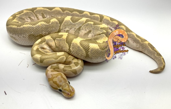 Bamboo Enchi Hypo Ball Python by Paige's Pythons