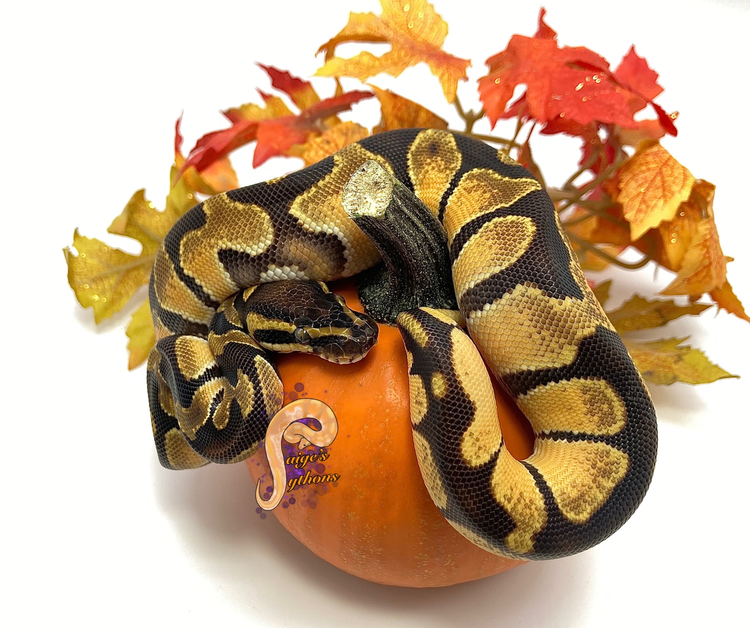 Orange Dream Ball Python by Paige's Pythons LLC - MorphMarket