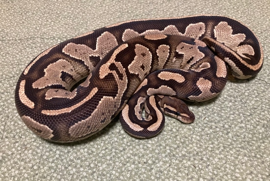 Blackhead Fire Ball Python by Paige's Pythons