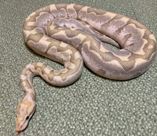 Bamboo Enchi Hypo Ball Python by Paige's Pythons