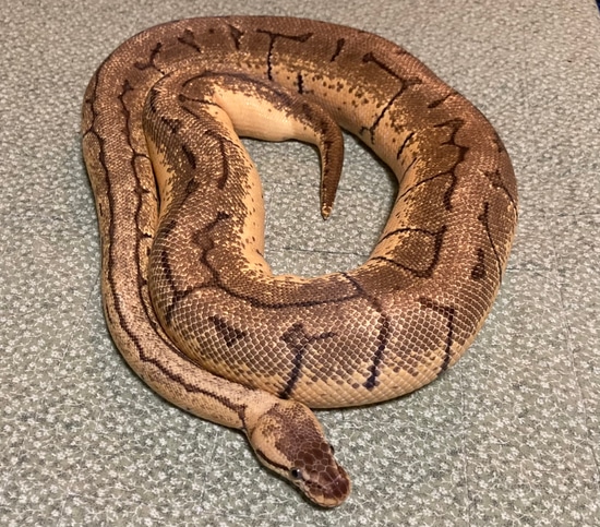 Female Adult OD Lemonblast Ball Python by Paige's Pythons