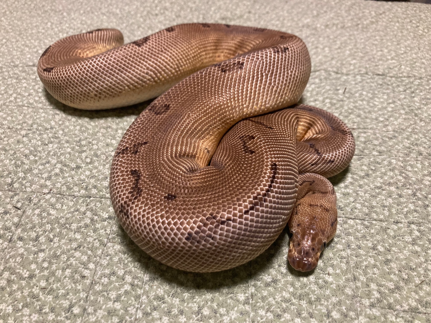 Orange Dream Pinstripe Blade Clown Ball Python by Paige's Pythons LLC ...