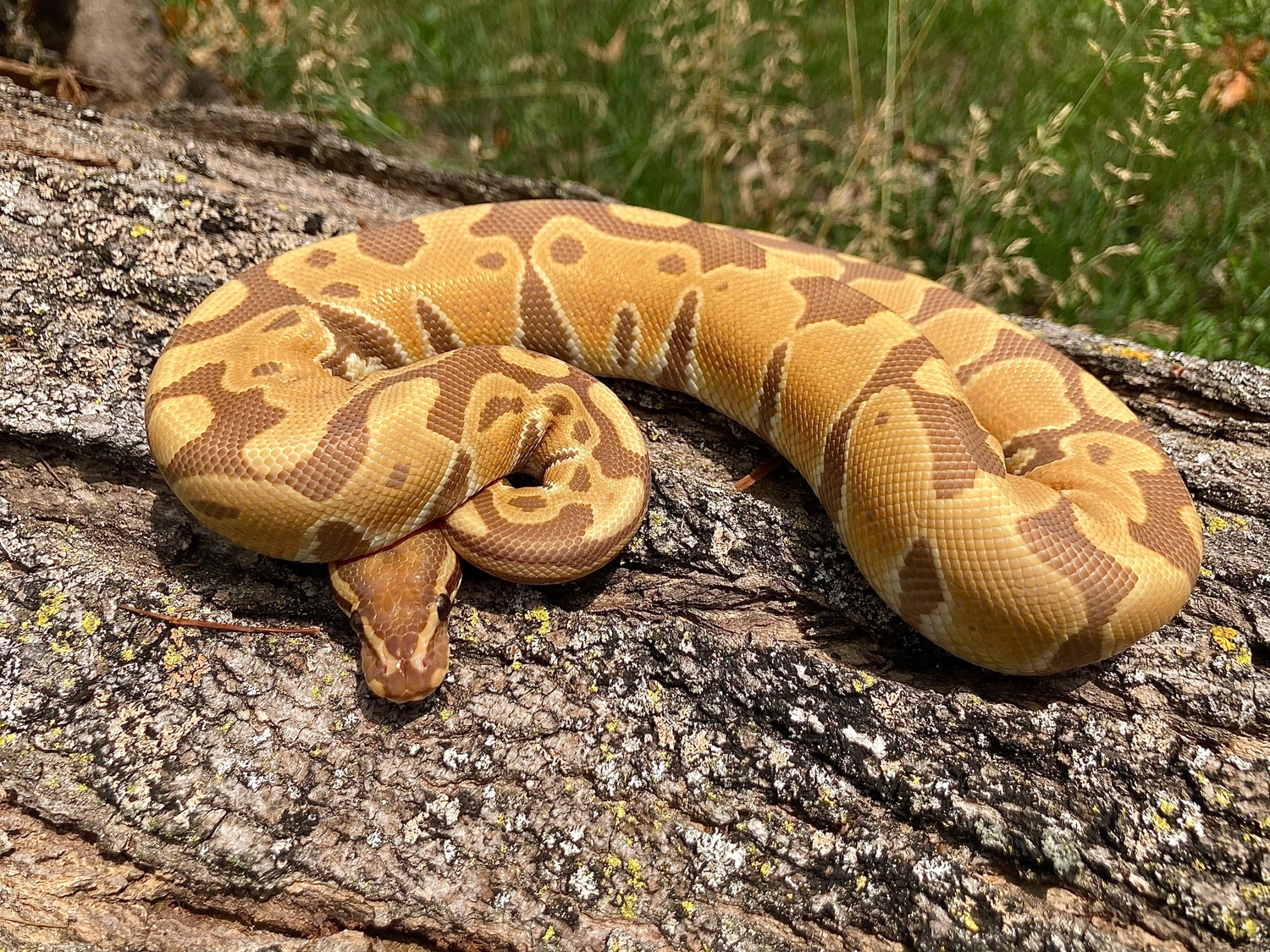 Ultramel Ball Python by Paige's Pythons LLC - MorphMarket