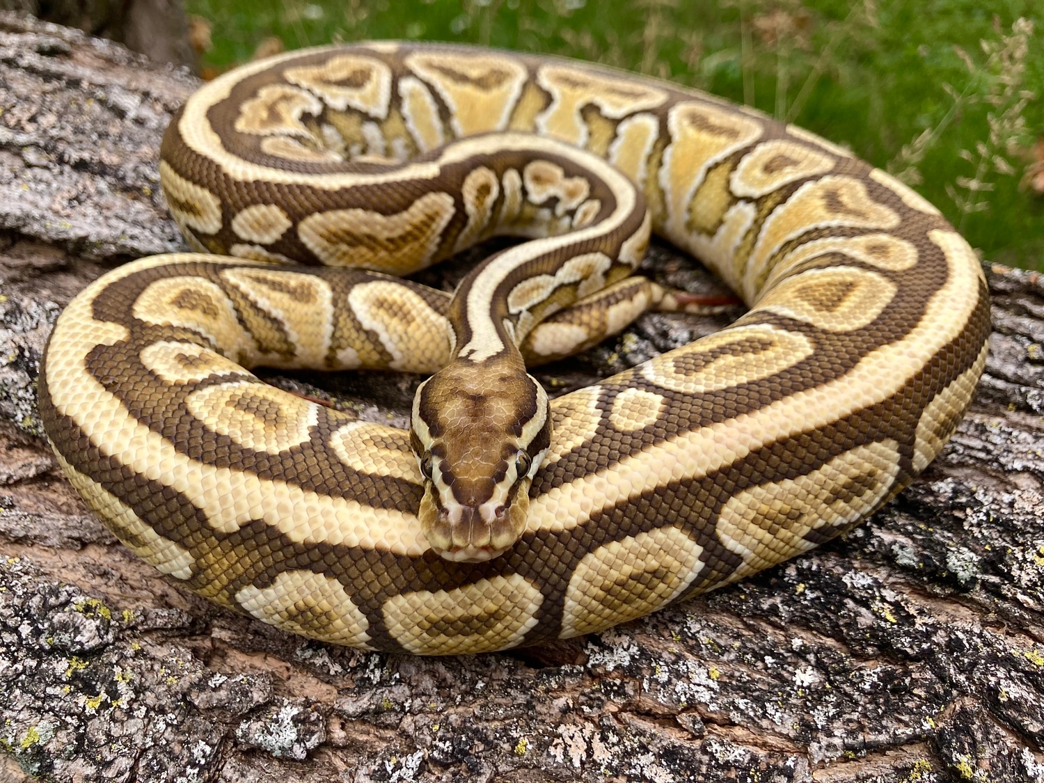 Spotnose Lesser NR Mandarin Ball Python by Paige's Pythons LLC ...
