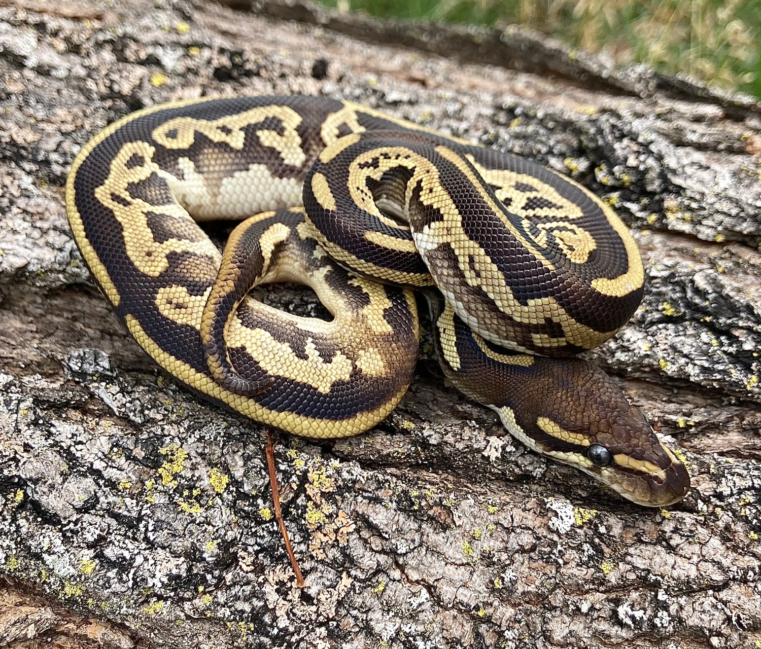 Leopard Mojave 66% Het Ultramel Ball Python by Paige's Pythons LLC ...