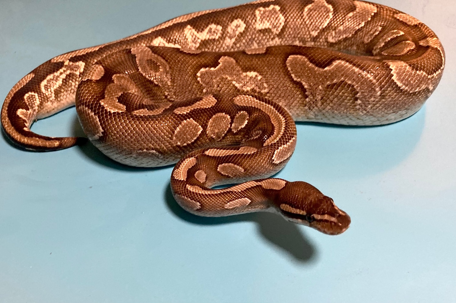 Mojave Calico Ball Python by Paige's Pythons LLC - MorphMarket