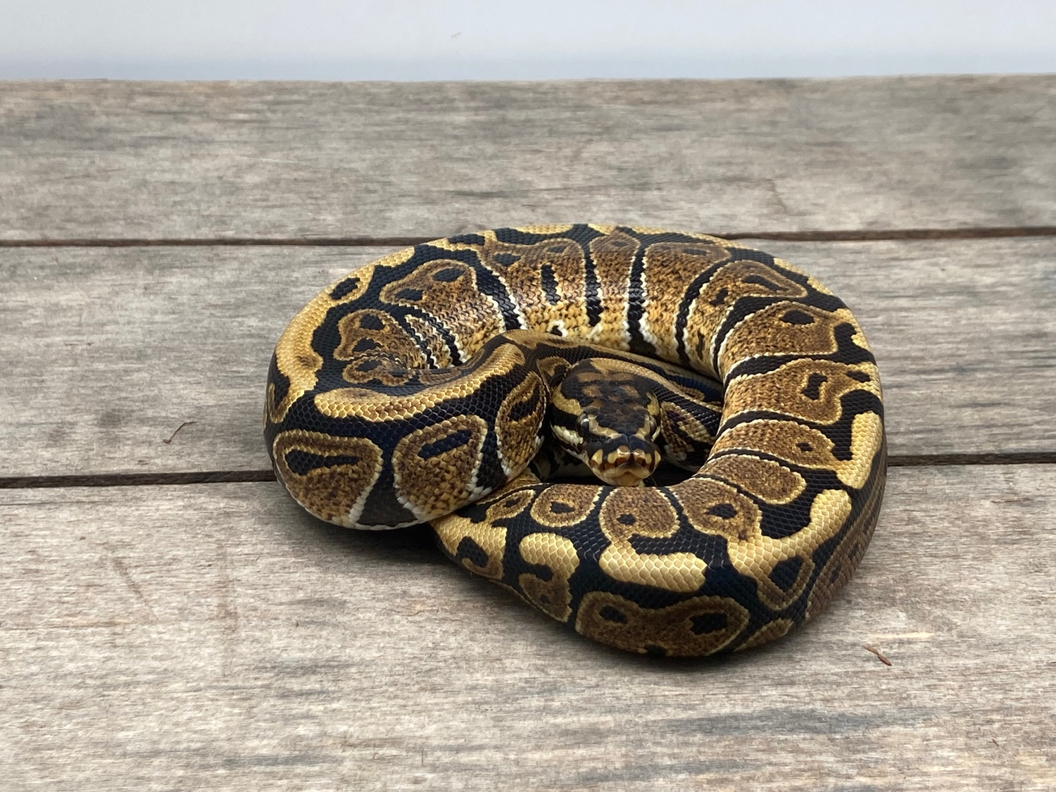 Spotnose Ball Python by Paige's Pythons LLC - MorphMarket