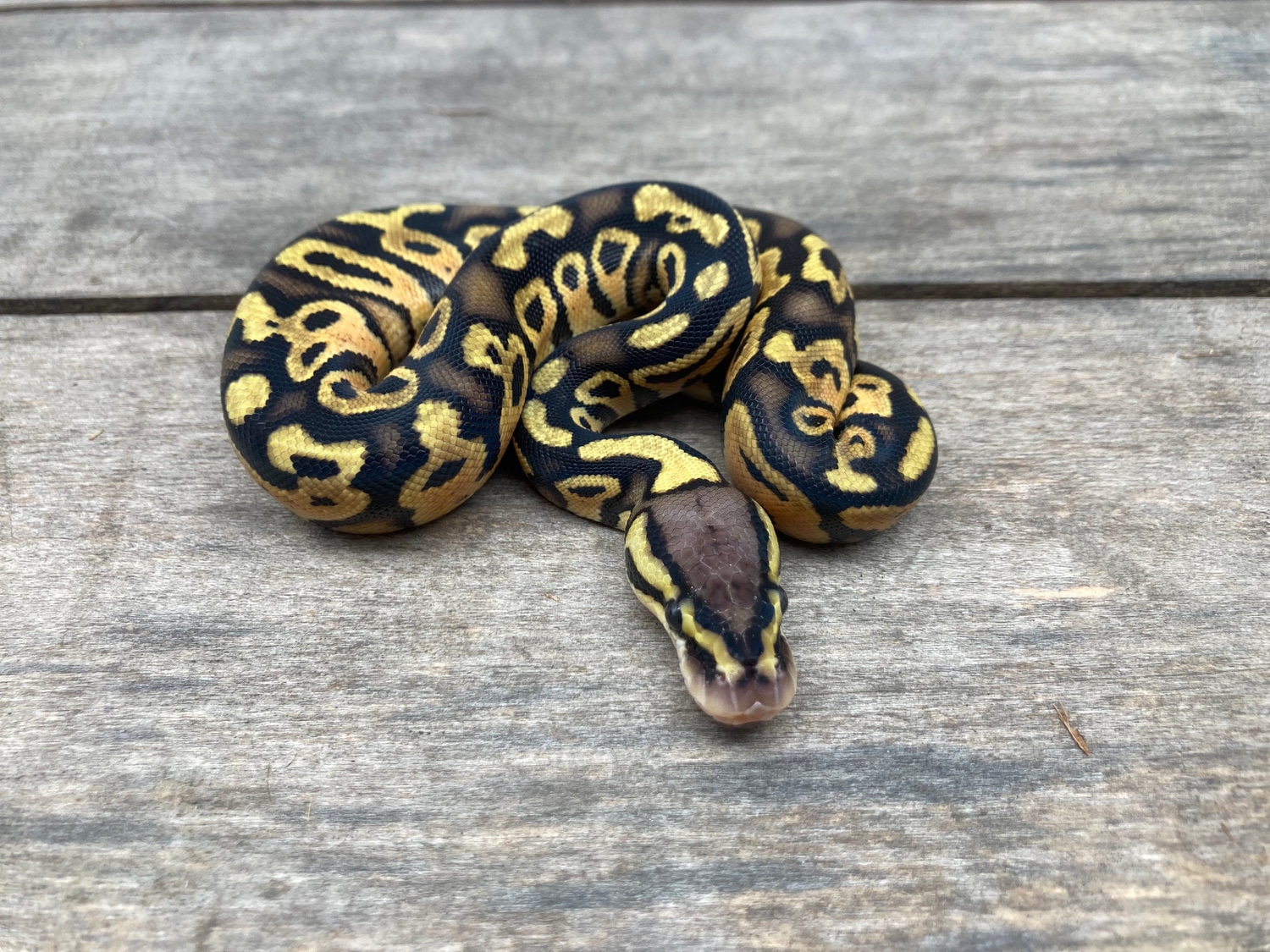 Pastel Het Clown Ball Python by Paige's Pythons LLC - MorphMarket