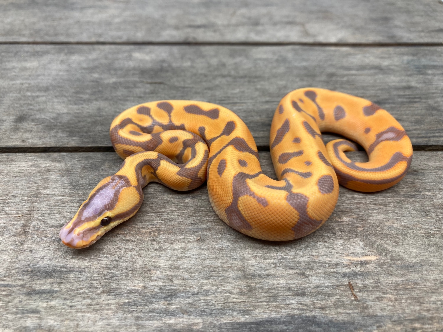 Banana Enchi Leopard Female Maker Ball Python by Paige's Pythons LLC ...