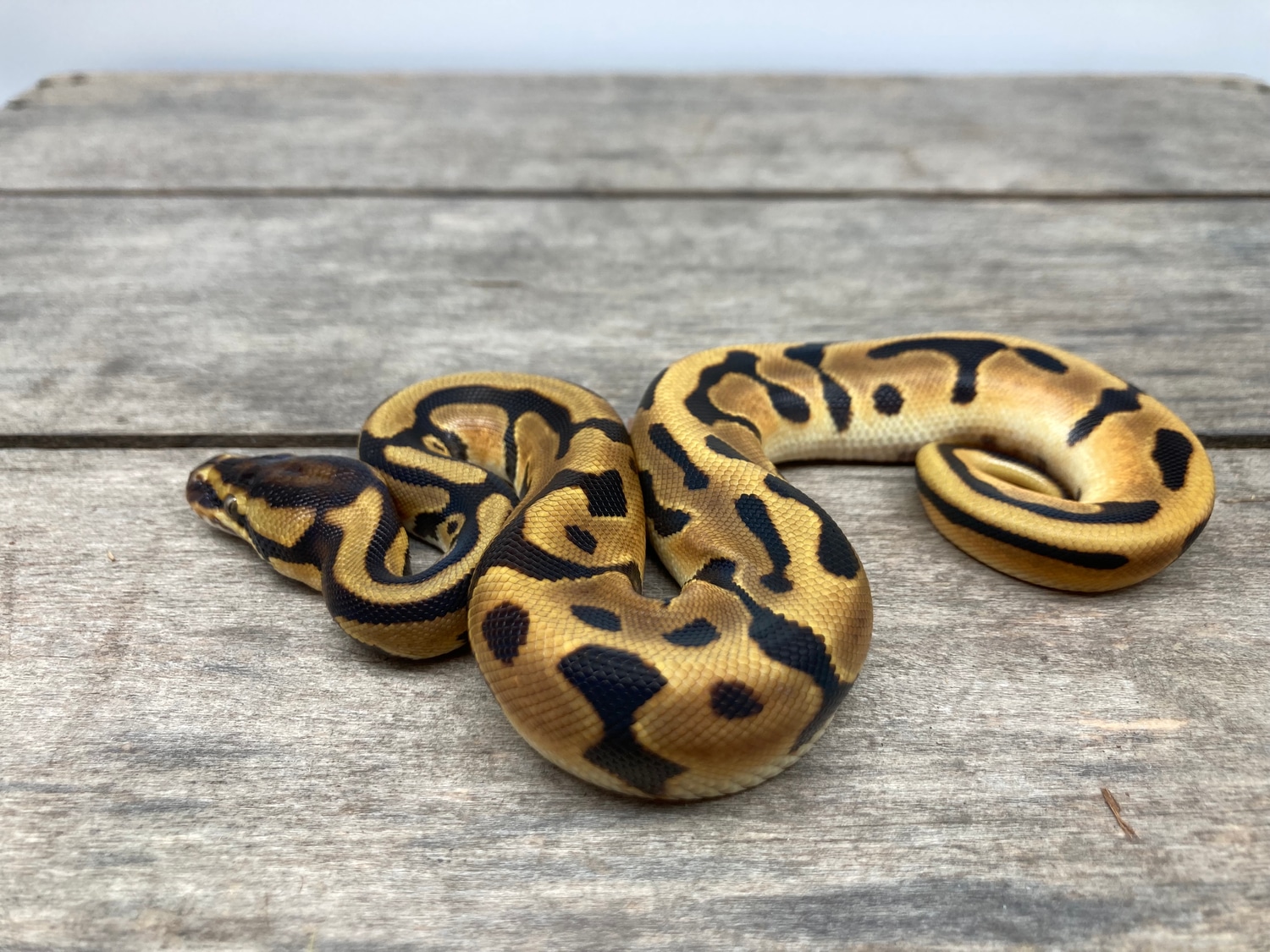Enchi Leopard Possible Orange Dream Ball Python by Paige's Pythons LLC ...