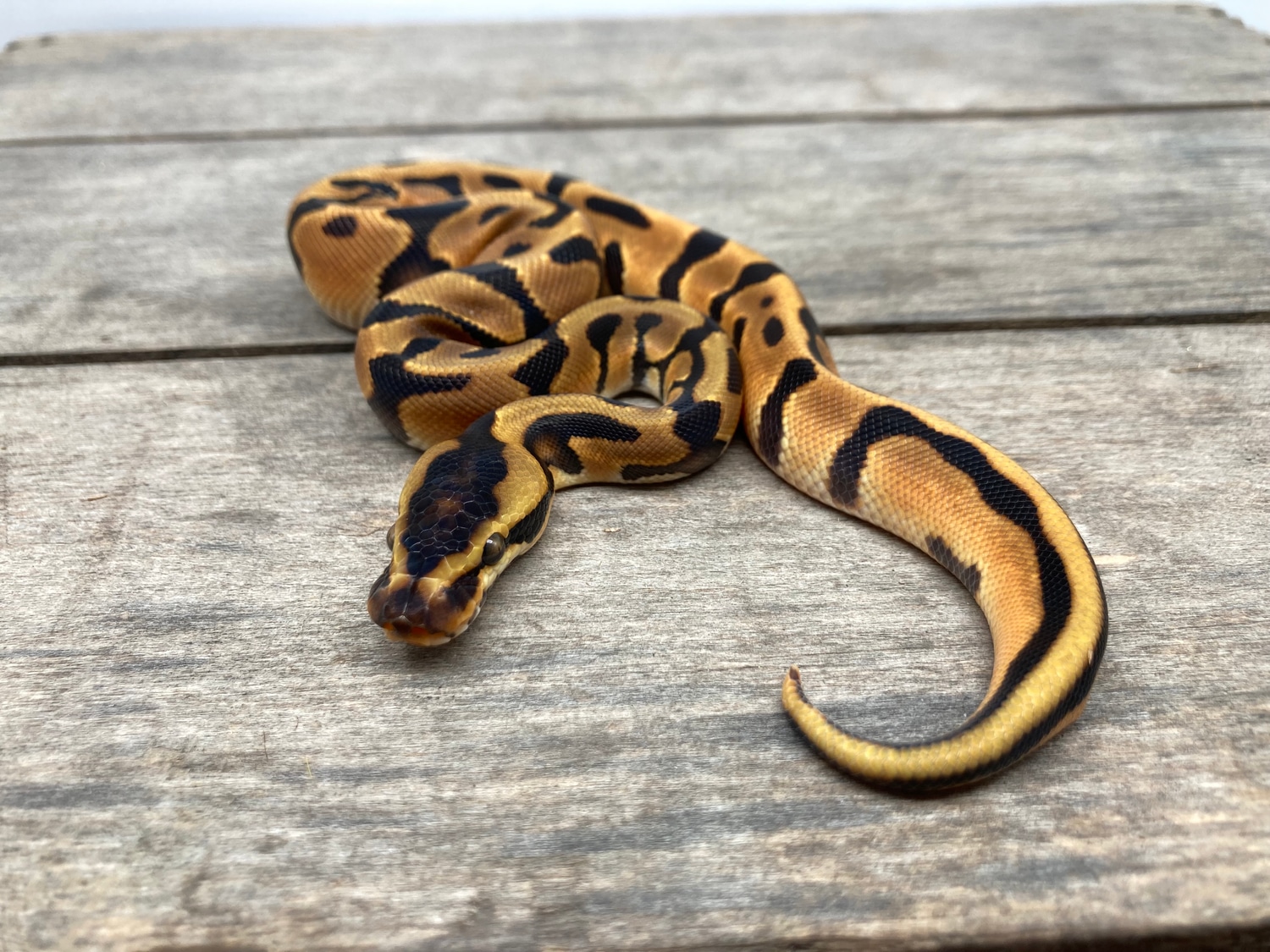Enchi Leopard Possible Orange Dream Ball Python by Paige's Pythons LLC ...