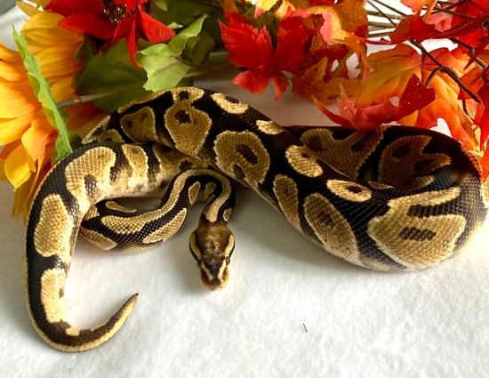 Cypress Orange Dream Yellow Belly Ball Python by Paige's Pythons