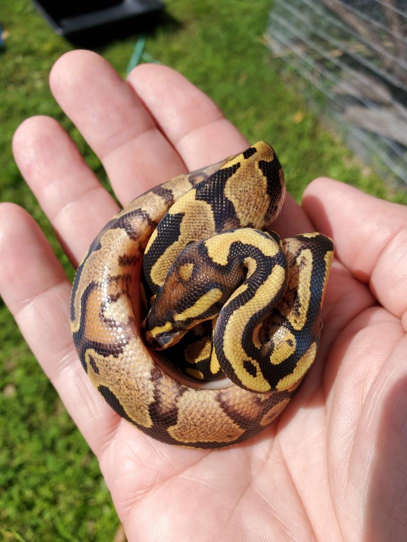 Disco Asphalt Ball Python by Angellee Exotics - MorphMarket
