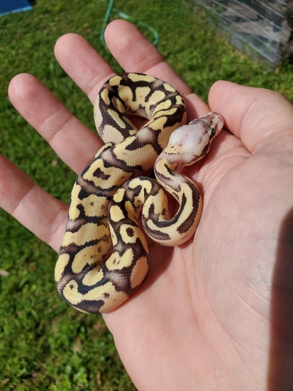 Sale 40% Off Pastel Super Disco Ball Python by Angellee Exotics