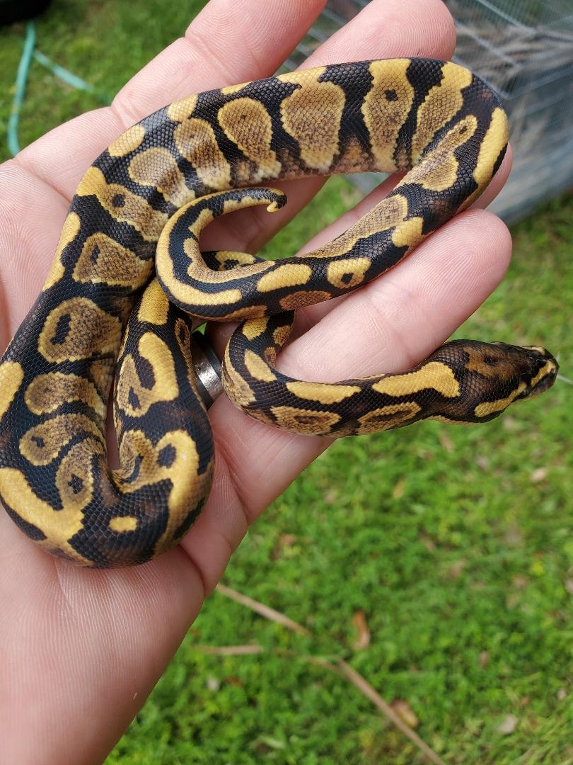 Disco Asphalt Ball Python by Angellee Exotics - MorphMarket