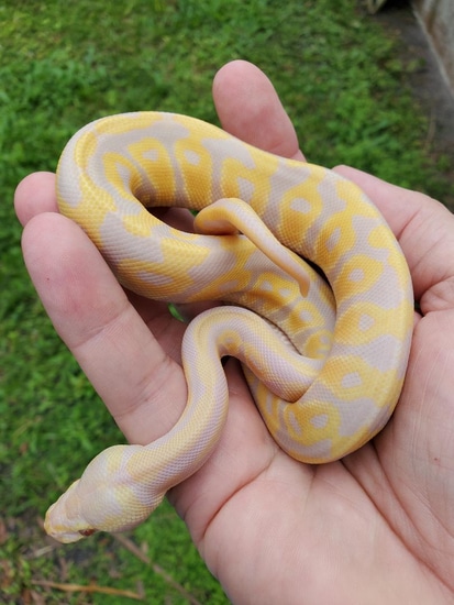 Candino 50% Het Clown Ball Python by Angellee Exotics
