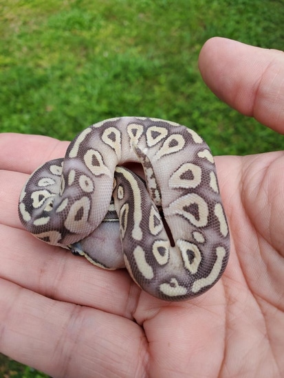 20% Off SALE!! Mojave Ghost Ball Python by Angellee Exotics
