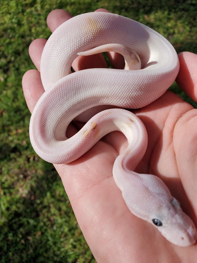 20% Off Super Mojave 100% Het Ghost Ball Python by Angellee Exotics - MorphMarket