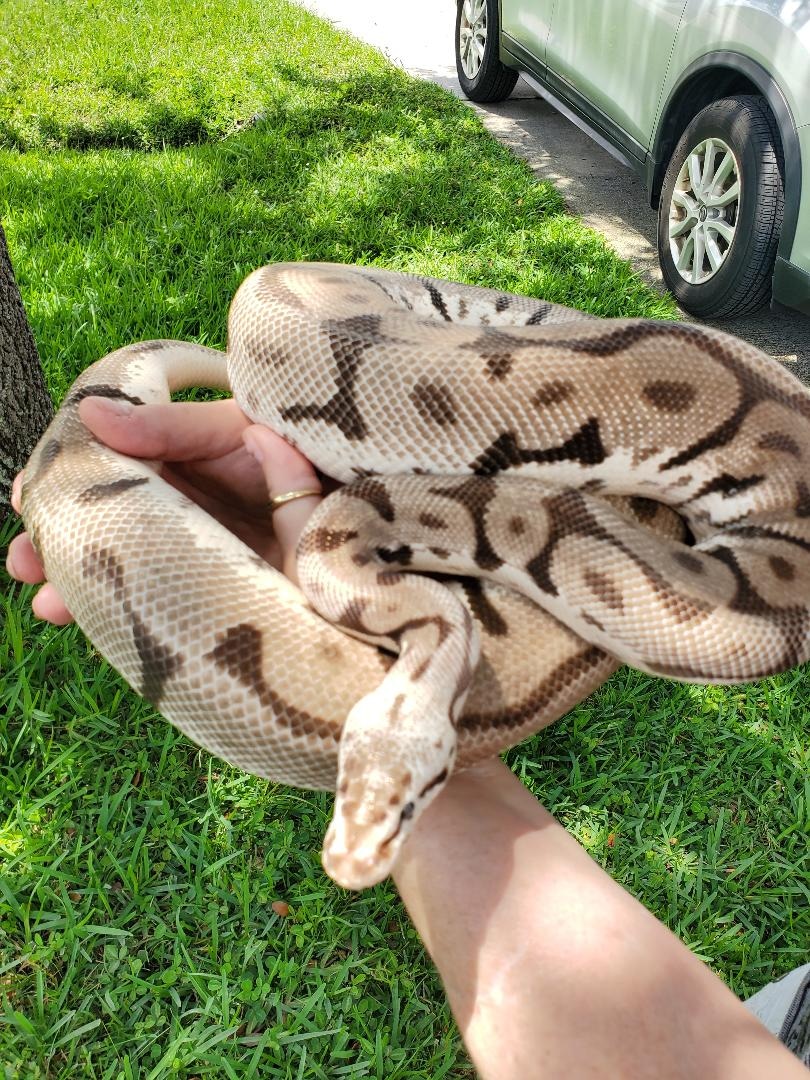 VPI Axanthic Bumblebee Leopard Ball Python by Angellee Exotics ...