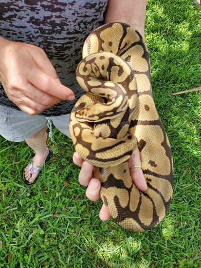 Spider Mystic Leopard 50% Het Clown Ball Python by Angellee Exotics