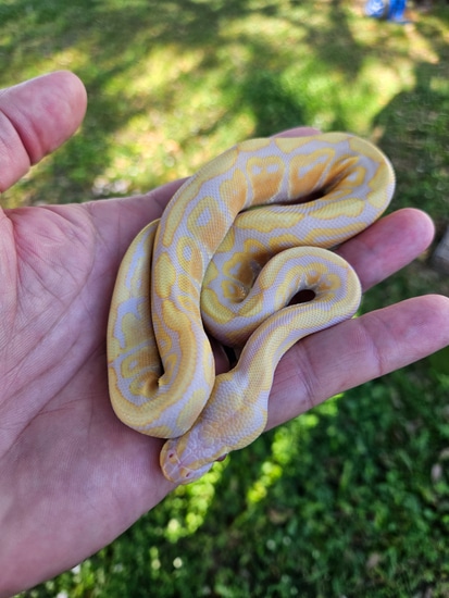 Candy Spotnose 50% Het Clown Ball Python by Angellee Exotics