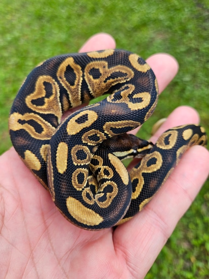 Het Red Axanthic Phantom Ball Python by Angellee Exotics