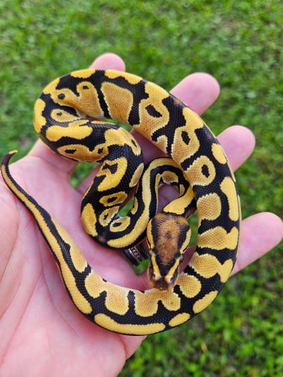 Orange Dream 50% Het Ghost Ball Python by Angellee Exotics