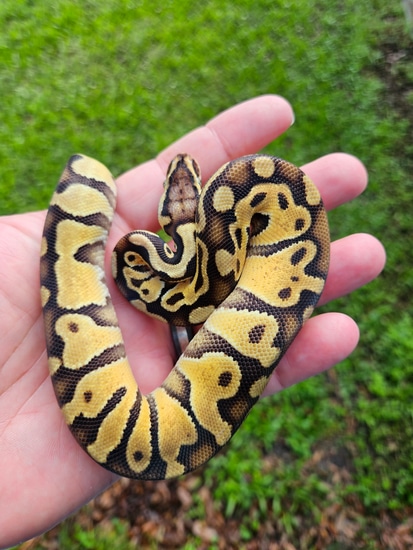 2.1 Trio Of 2023 Hatchlings Ball Python by Angellee Exotics