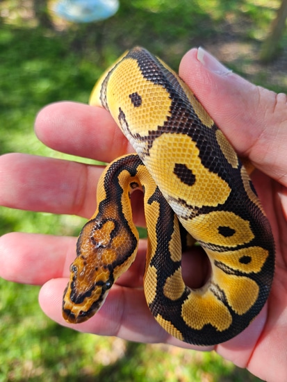 Red Stripe Clown Ball Python by Angellee Exotics