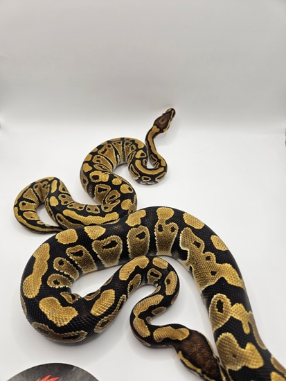 Nice Normal 100% Het Clown And A Redstripe 100% Het Clown Ball Python by Angellee Exotics