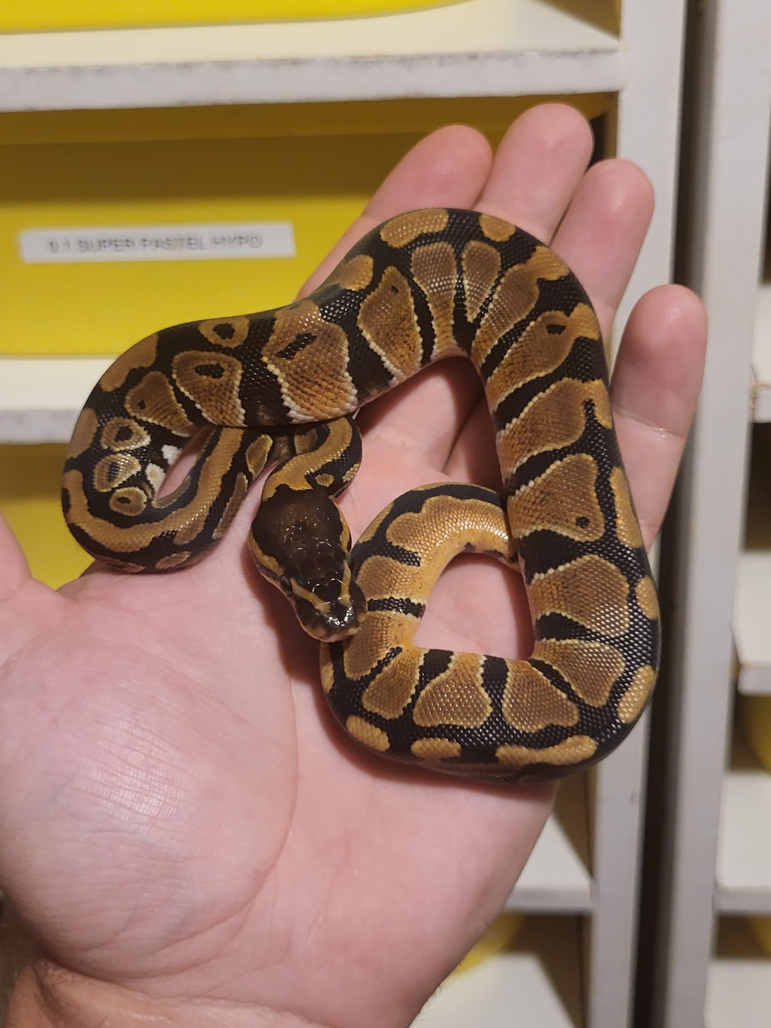 100% Het Pied 66% Het Desert Ghost Ball Python by British Columbia ...
