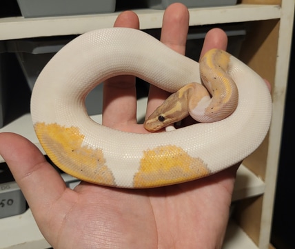 Black Pastel Pinstripe Lavender Ball Python by British Columbia Balls ...