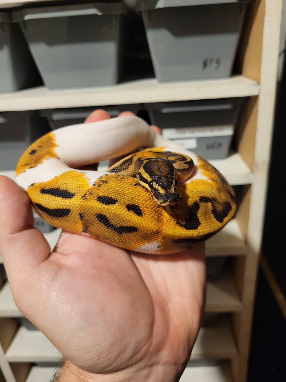 Pied Ball Python by British Columbia Balls - MorphMarket