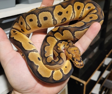 Black Pastel Pinstripe Lavender Ball Python by British Columbia Balls ...