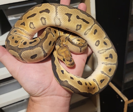 Black Pastel Pinstripe Lavender Ball Python by British Columbia Balls ...