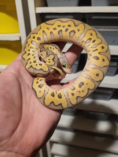 Super Pastel Orange Dream Clown Ball Python by British Columbia Balls