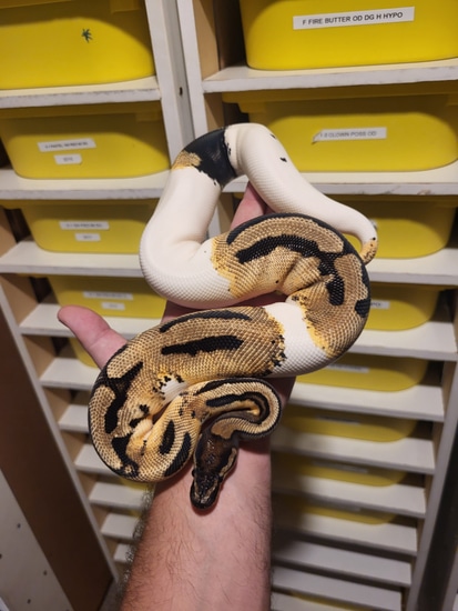 Orange Dream Paradox Pied Ball Python by British Columbia Balls
