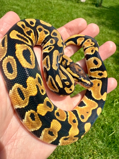 Orange Dream Yellow Belly Het Clown 66% Het Pied Ball Python by Markham ...
