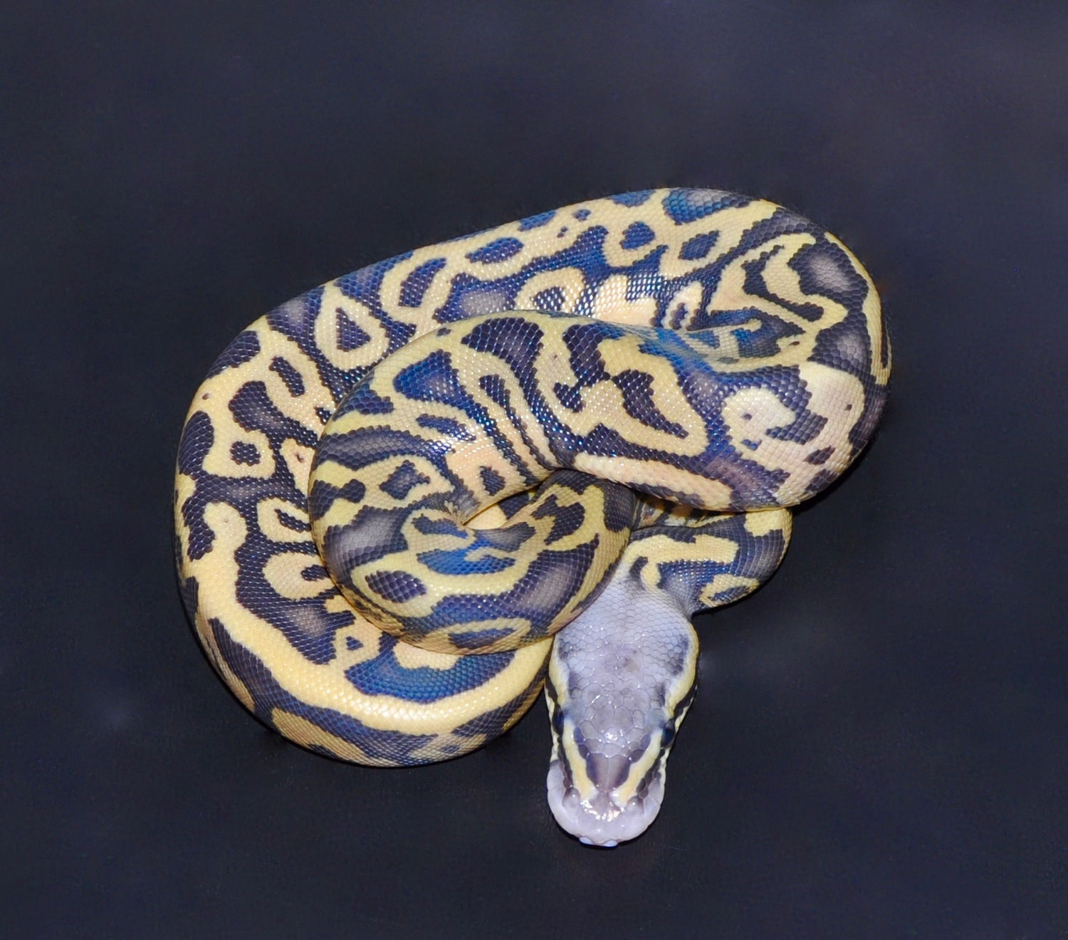 Firefly Leopard Ghost Ball Python by Marki Reptiles - MorphMarket