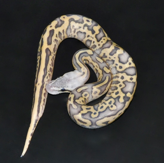 Superfly Leopard Ghost Ball Python by Marki Reptiles