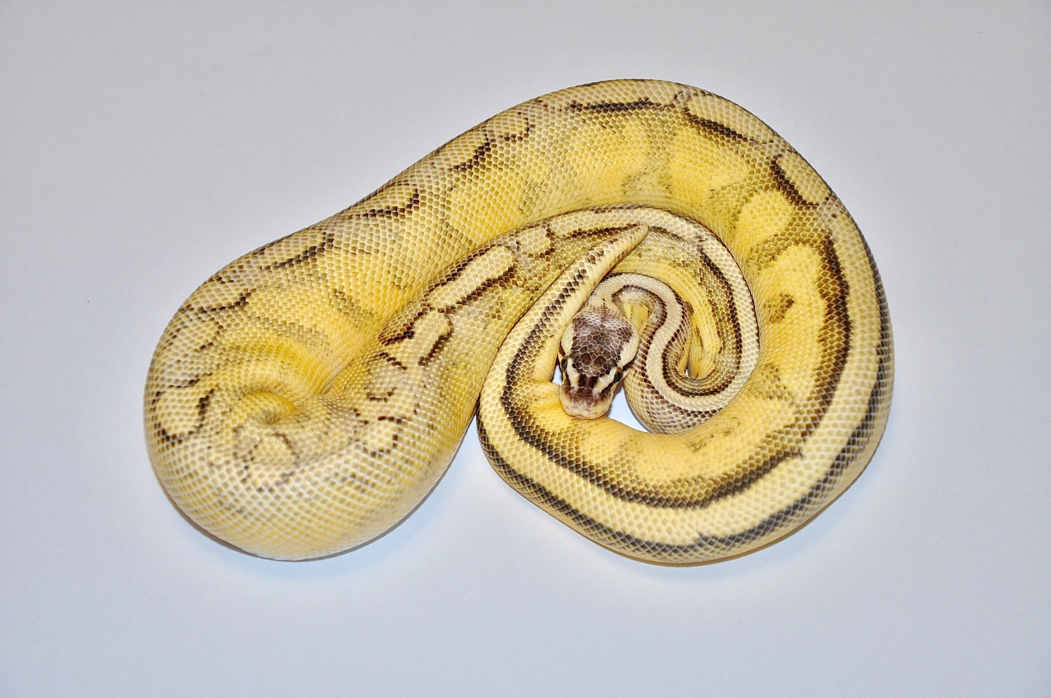 Super Pastel Yellow Belly Genetic Stripe Ball Python by Marki Reptiles ...