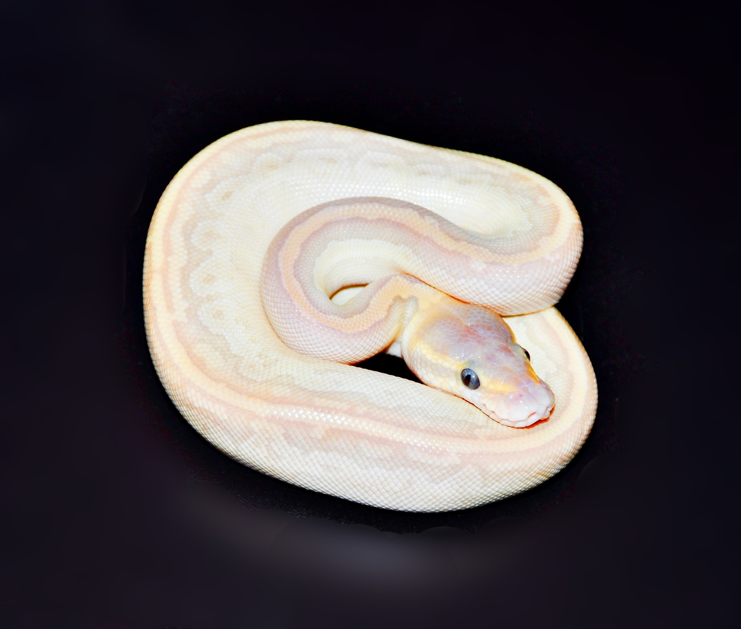 Crystal Leopard Pinstripe Ghost Ball Python by Marki Reptiles - MorphMarket