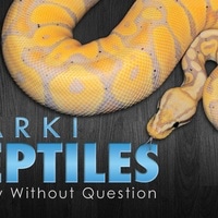 Super Pastel Leopard Yellowbelly Genetic Stripe Ghost Ball Python by Marki Reptiles - MorphMarket