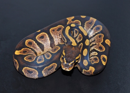 Calico Chocolate Het Ghost Ball Python by Marki Reptiles