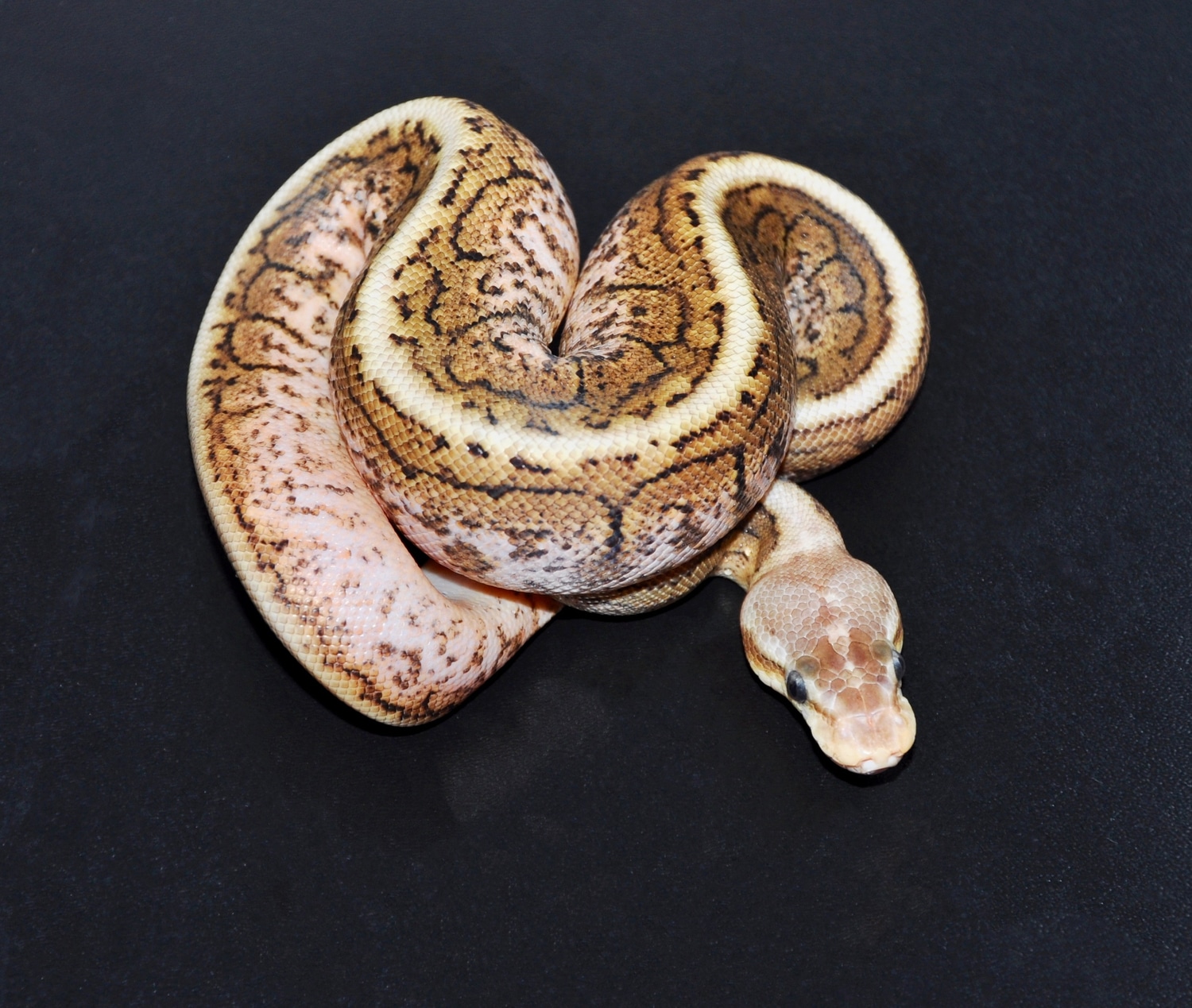 Lemonblast Chocolate Spotnose Calico Het Ghost Ball Python by Marki ...
