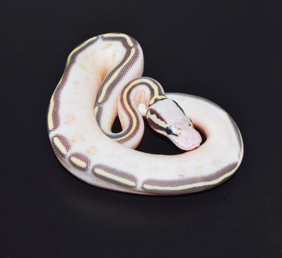 Pastel Butter Highway Ball Python by Marki Reptiles