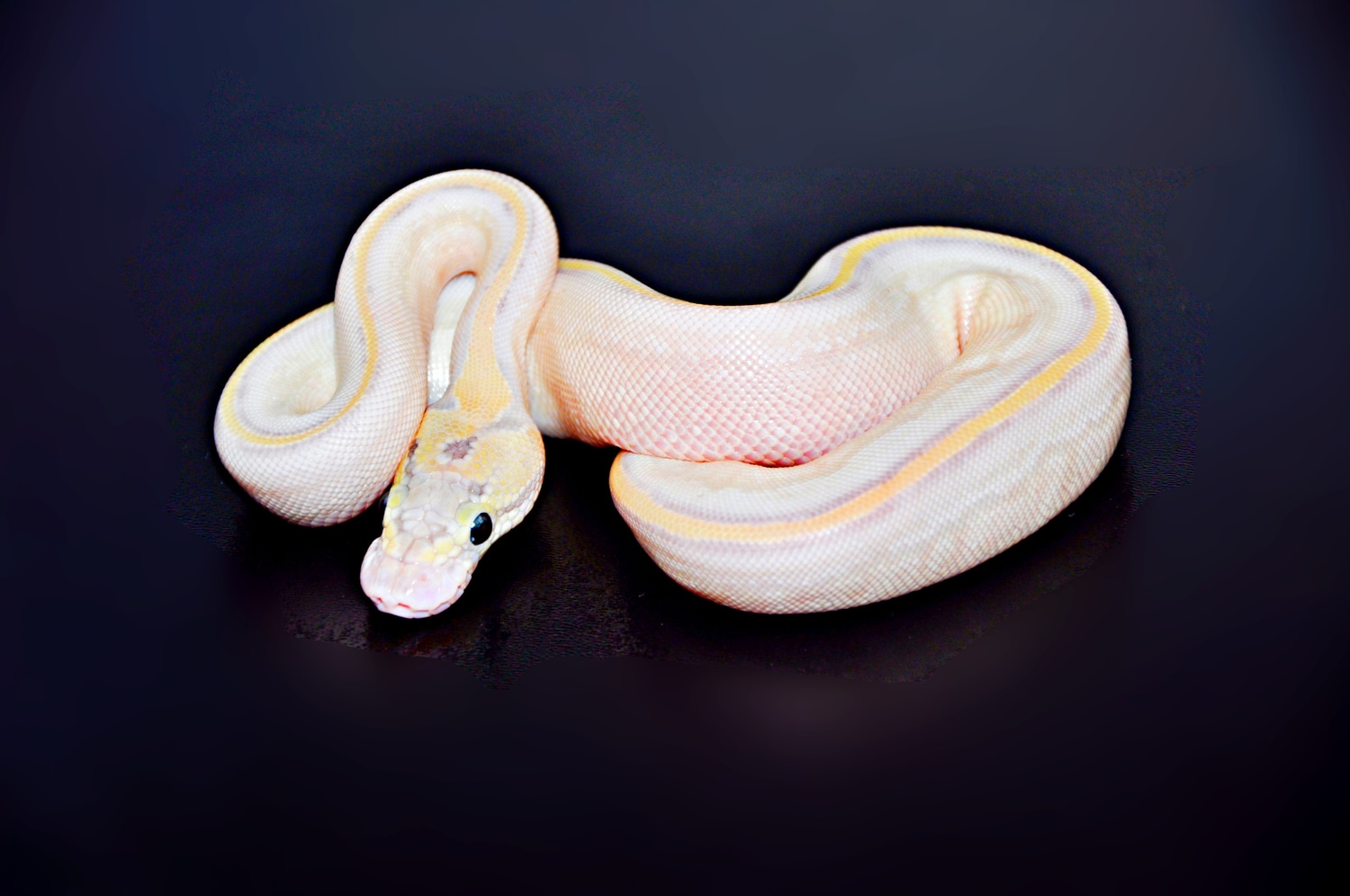 Pastel Leopard Butter Ivory Ball Python by Marki Reptiles - MorphMarket