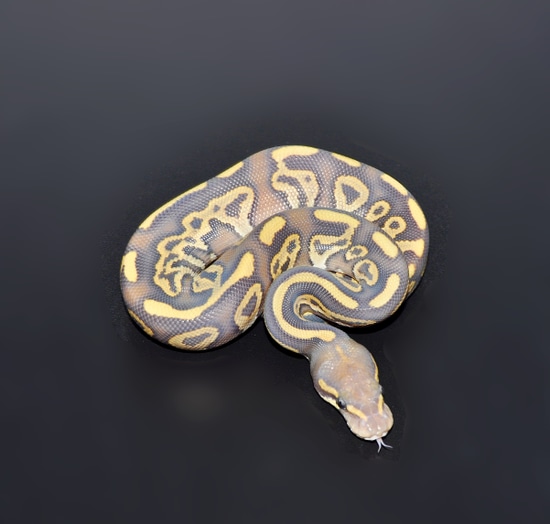 Mojave Leopard Ghost Ball Python by Marki Reptiles
